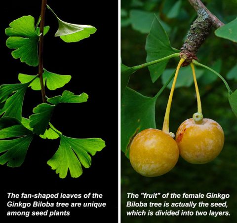 Ginkgo biloba-the oldest tree on earth may also be the oldest medicine ...