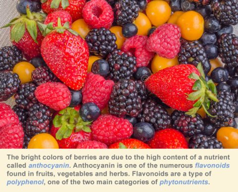 Phytonutrient... Polyphenol... Flavonoid. What are the differences? A ...