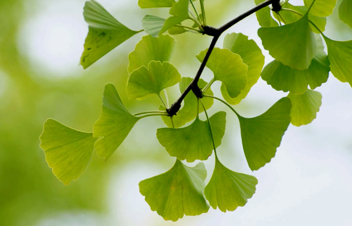 Researchers say the Ginkgo Biloba you take for energy also provides ...