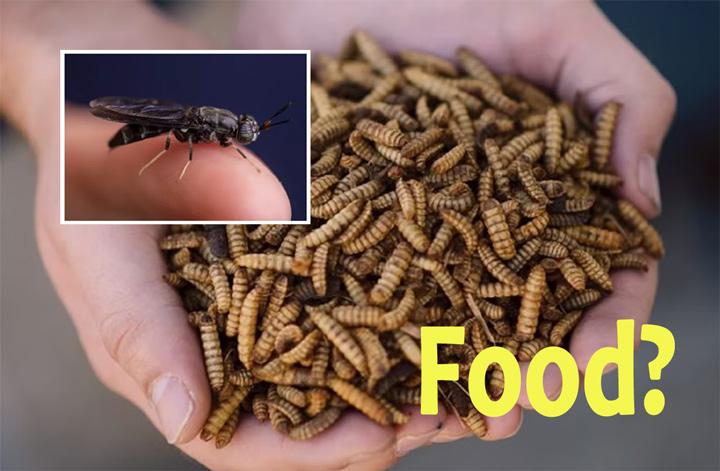 America moves a step closer to pushing insect foods into the mainstream ...